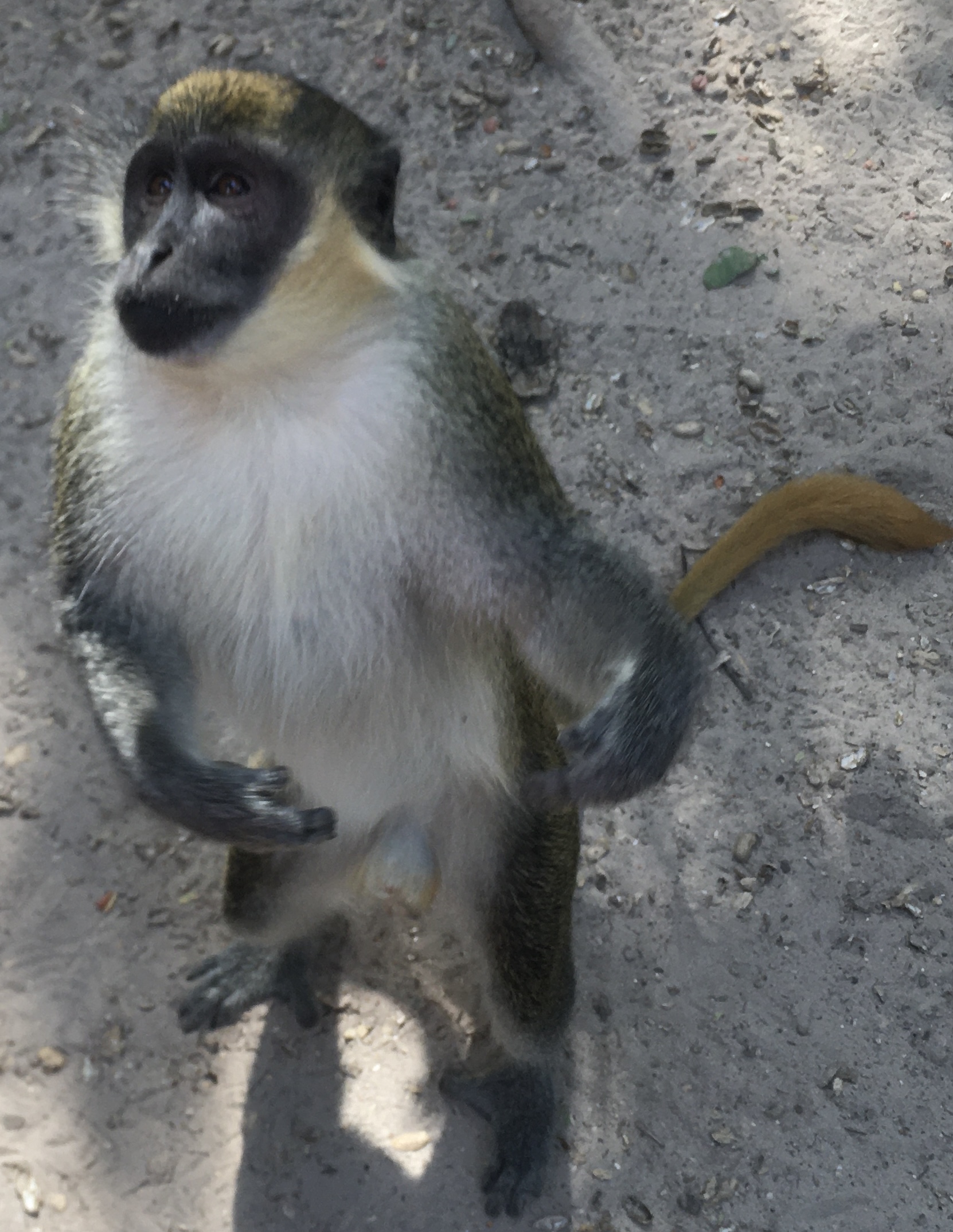 Nkemfulu Ossai on Selar