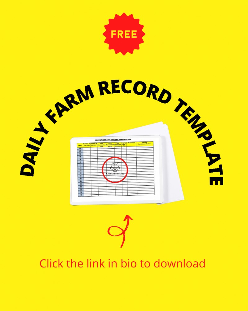 Get Daily Broiler Farm Record Spreadsheet by Iwinosa Omonogie on Selar