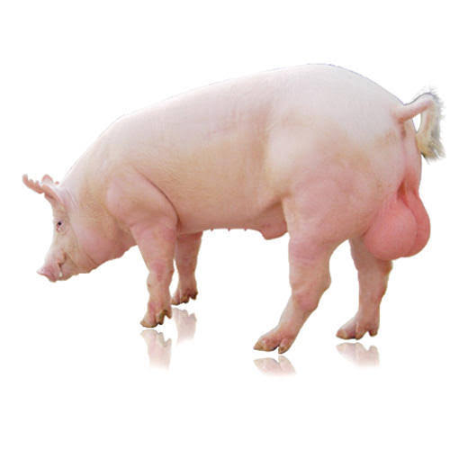 Buy PIGGERY MASTER CLASS by Godwin-Ukpong stores limited/Digital deli on Selar