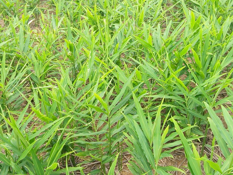 Buy GINGER PRODUCTION GUIDE MANUAL by Ali Godwill Bulus on Selar