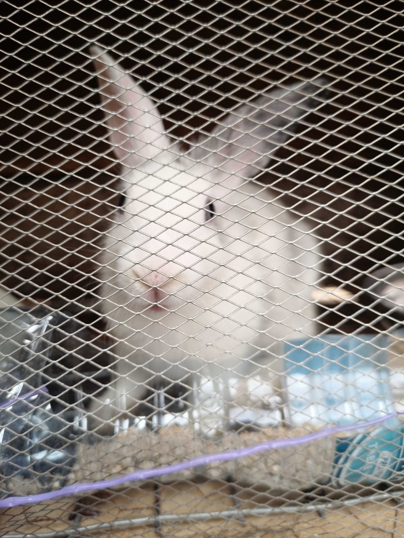 Buy Delight Pet Store (Rabbit) by DELIGHT PETS on Selar
