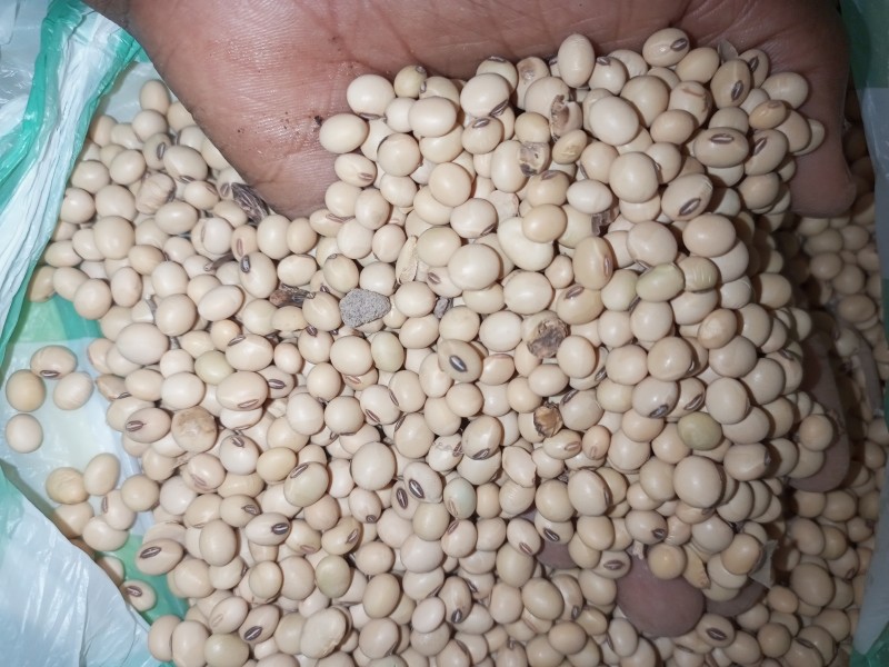 Buy Soybeans by Okongwu chinenye Angela on Selar