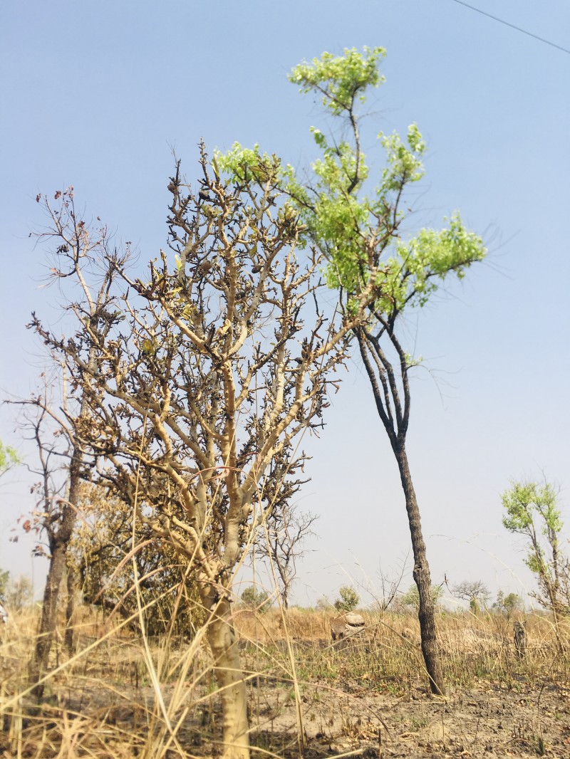 Buy Beautiful end of life by Issahaku fataw on Selar