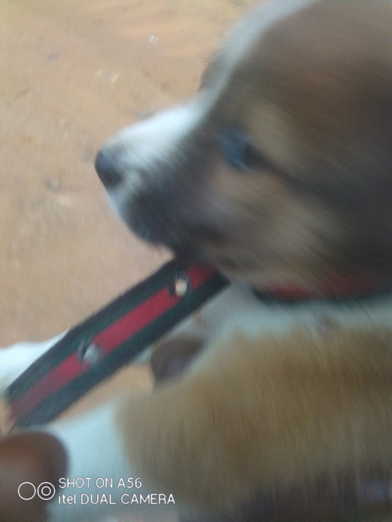 Buy Dog by Ashiru ayomide on Selar