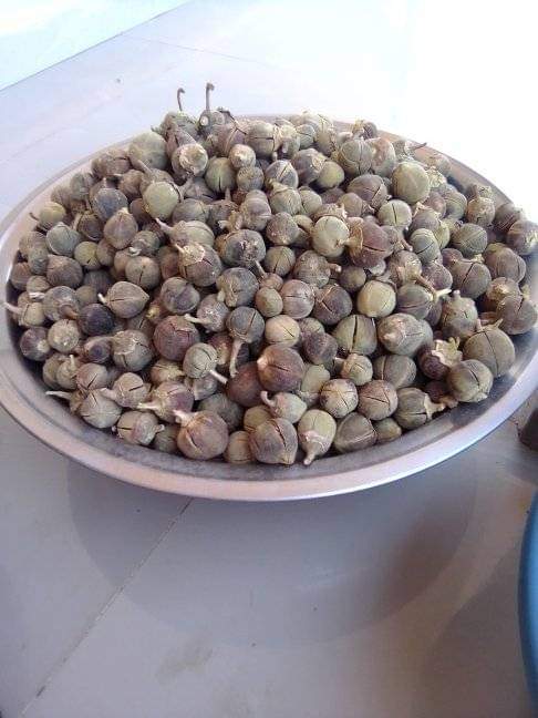 Buy Goron Tula (Silky kola or Miracle Fruit) by Sandra K Aaron on Selar