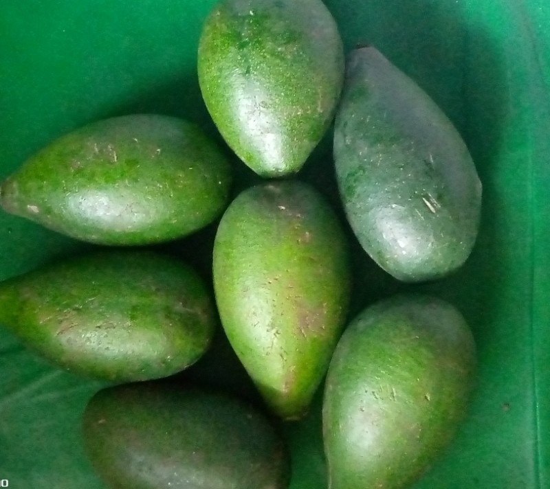 Buy AFRICAN OSU FRUIT by Peggy Links on Selar