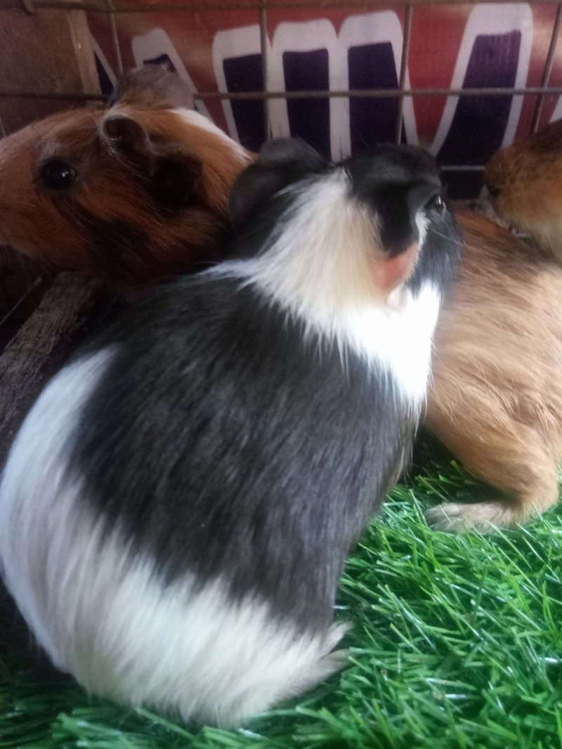 Buy Genuine pig by Space Super store on Selar