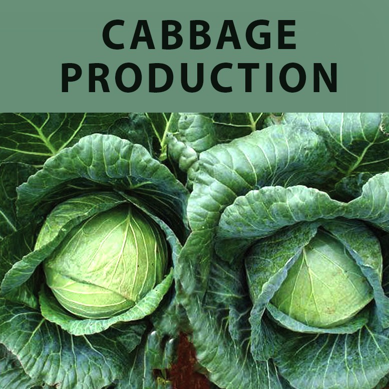 Buy CABBAGE PRODUCTION GUIDELINES by Elizabeth Magemo on Selar