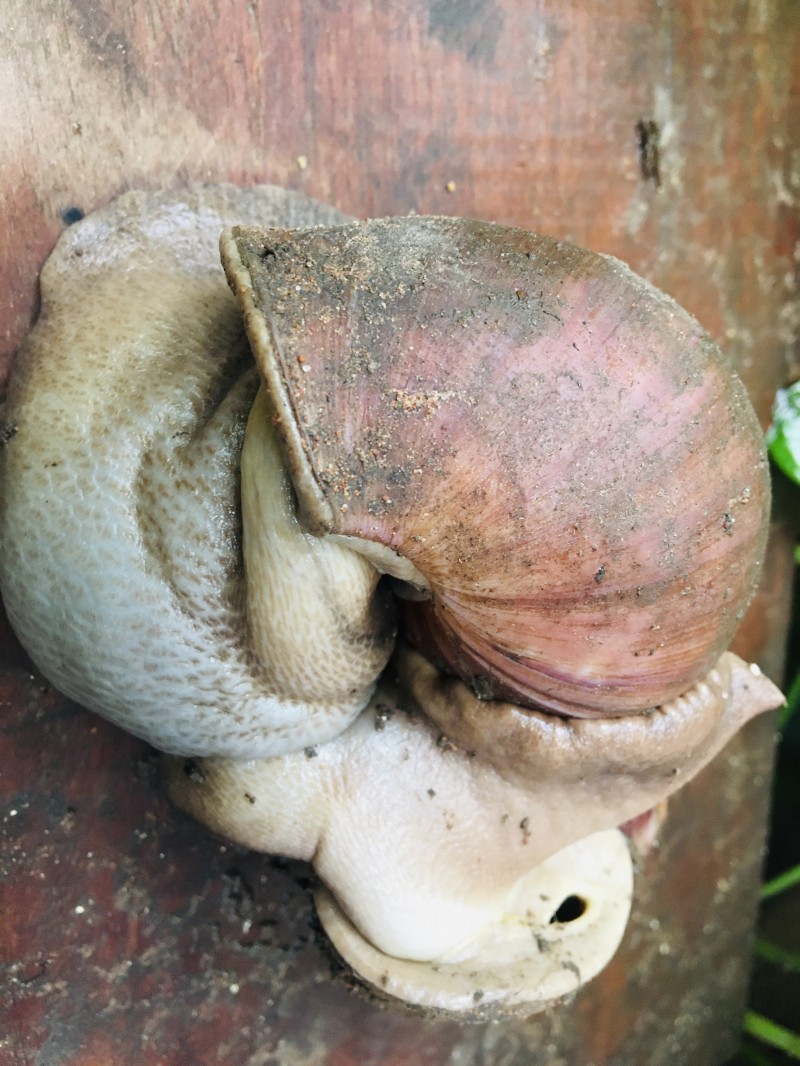 Buy Snail farming training guide by Jonathan Agyare on Selar