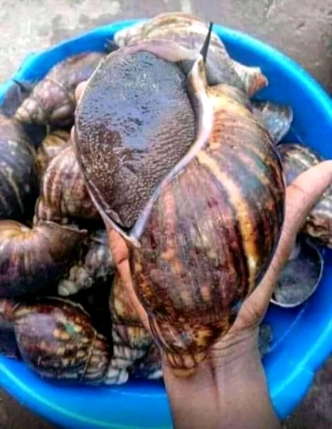 Buy Snail farming training by Chukwunonyerem Ogadinma loveth on Selar