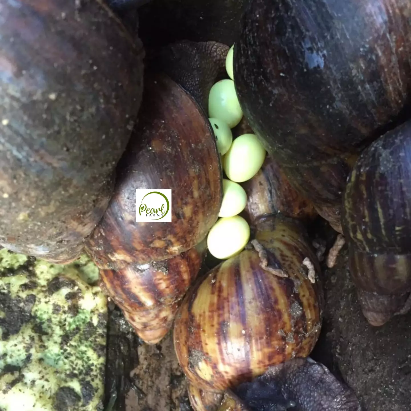 Buy ONLINE SNAIL FARMING TRAINING by PEARL FARMS on Selar