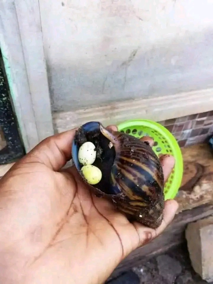 Buy Full secrete of snail farming by John Victor Jophiel on Selar