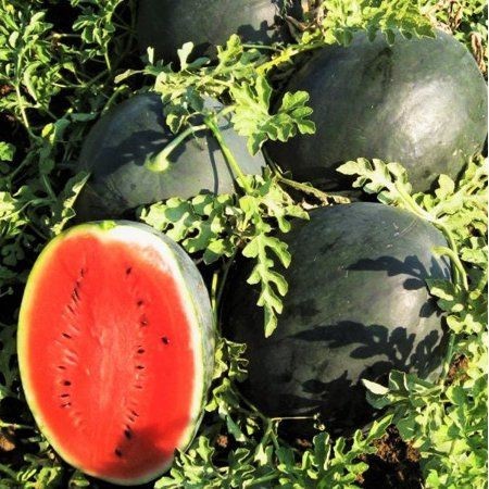 Buy Densuke Watermelon by Exotic Fruits on Selar