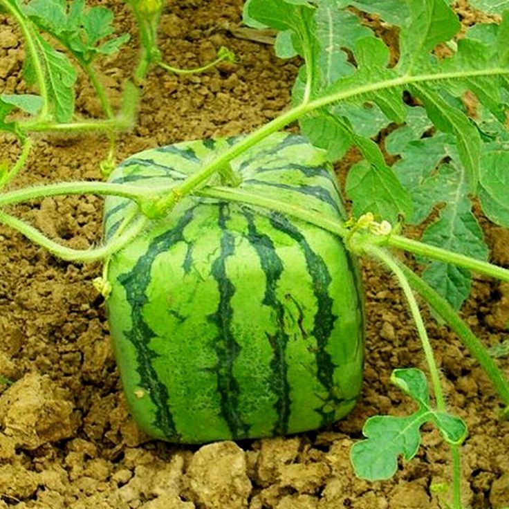 Buy Square water melon by Exotic Fruits on Selar