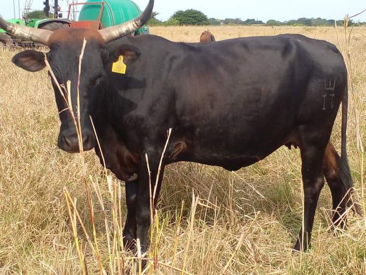 Buy Bull by Farming North on Selar