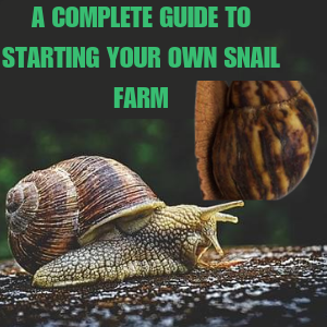 Buy A COMPLETE GUIDE TO STARTING YOUR OWN SNAIL FARM by Rabiu Tajudeen ...