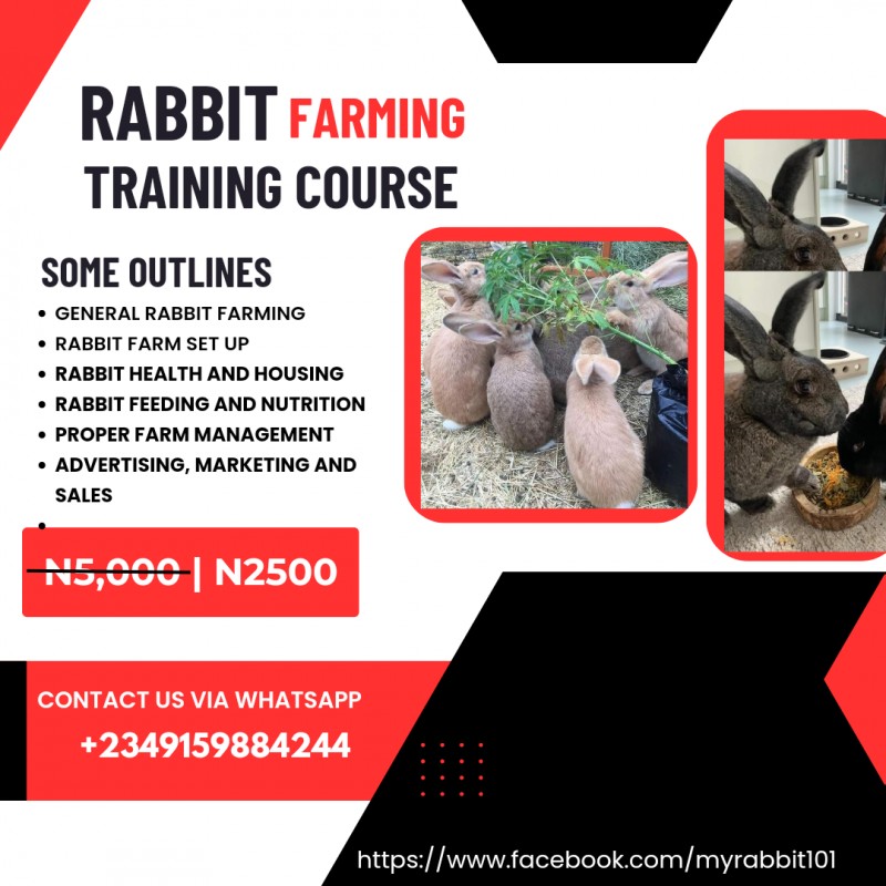 Buy Rabbit Farming Training Full Course by Rabbit Farming Business on Selar