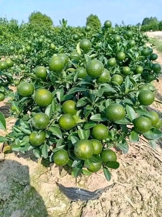 Buy Grafted orange by Ayuk Paul on Selar