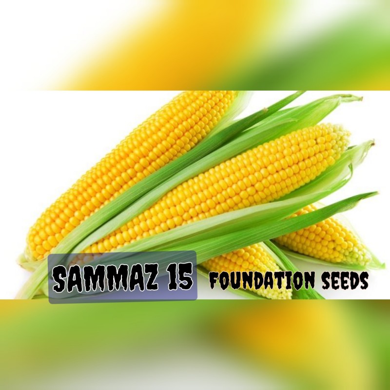 Buy Foundation Seeds (Maize Sammaz 15) per kg by Adesoji Saka on Selar