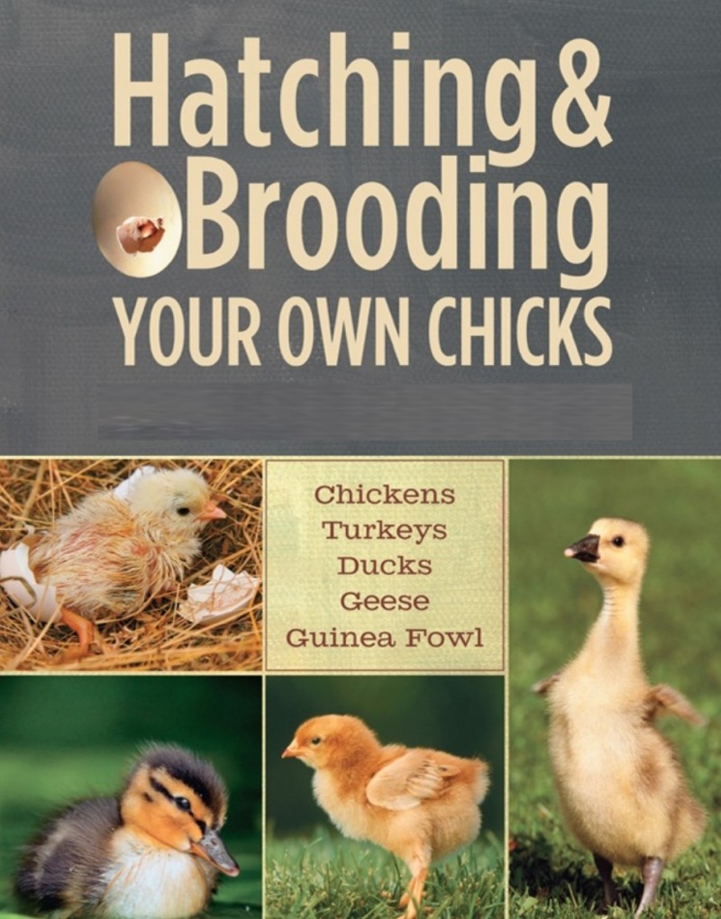 Buy HATCHING AND BROODING YOUR OWN CHICKS EBOOK by XPLEASURE 9JA on Selar