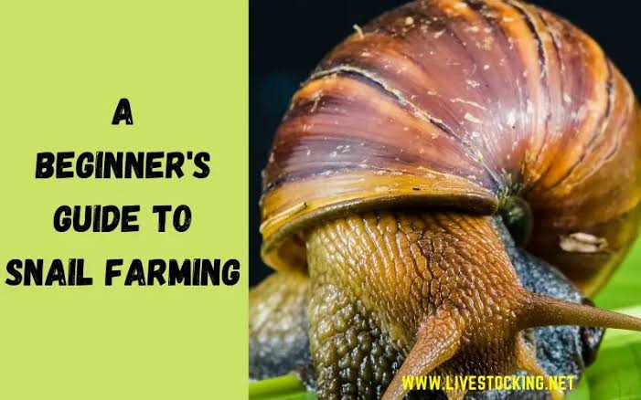 Buy SNAIL FARMING GUIDE FOR BEGINNERS by Adegbola Adewale on Selar