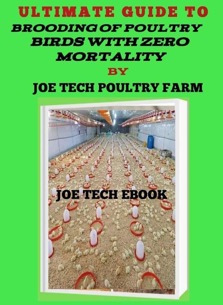 Buy ULTIMATE GUIDE TO BROODING OF DAY OLD CHICK WITH ZERO MORTALITY by Joe Tech farm on Selar