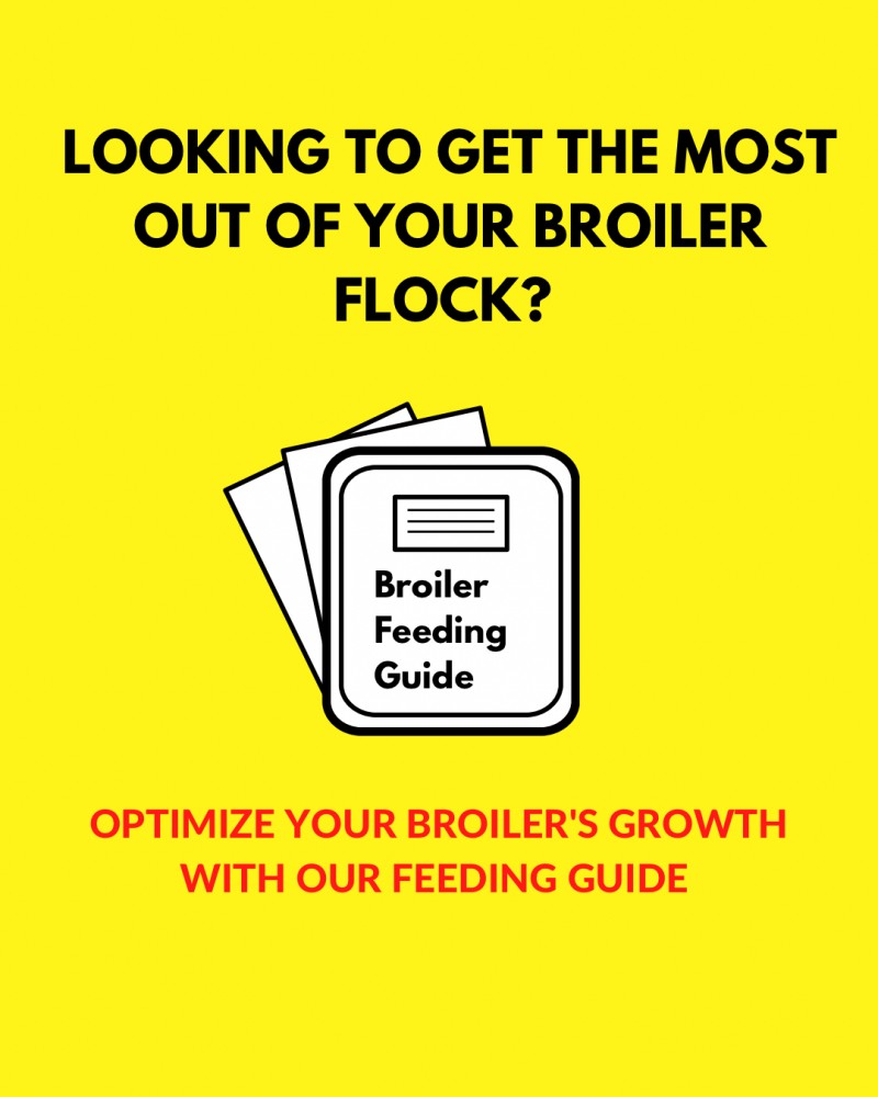 Buy Broiler Feeding Guide by Iwinosa Omonogie on Selar