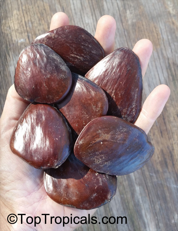 Buy OIL BEAN SEED by amadi George chidubem on Selar