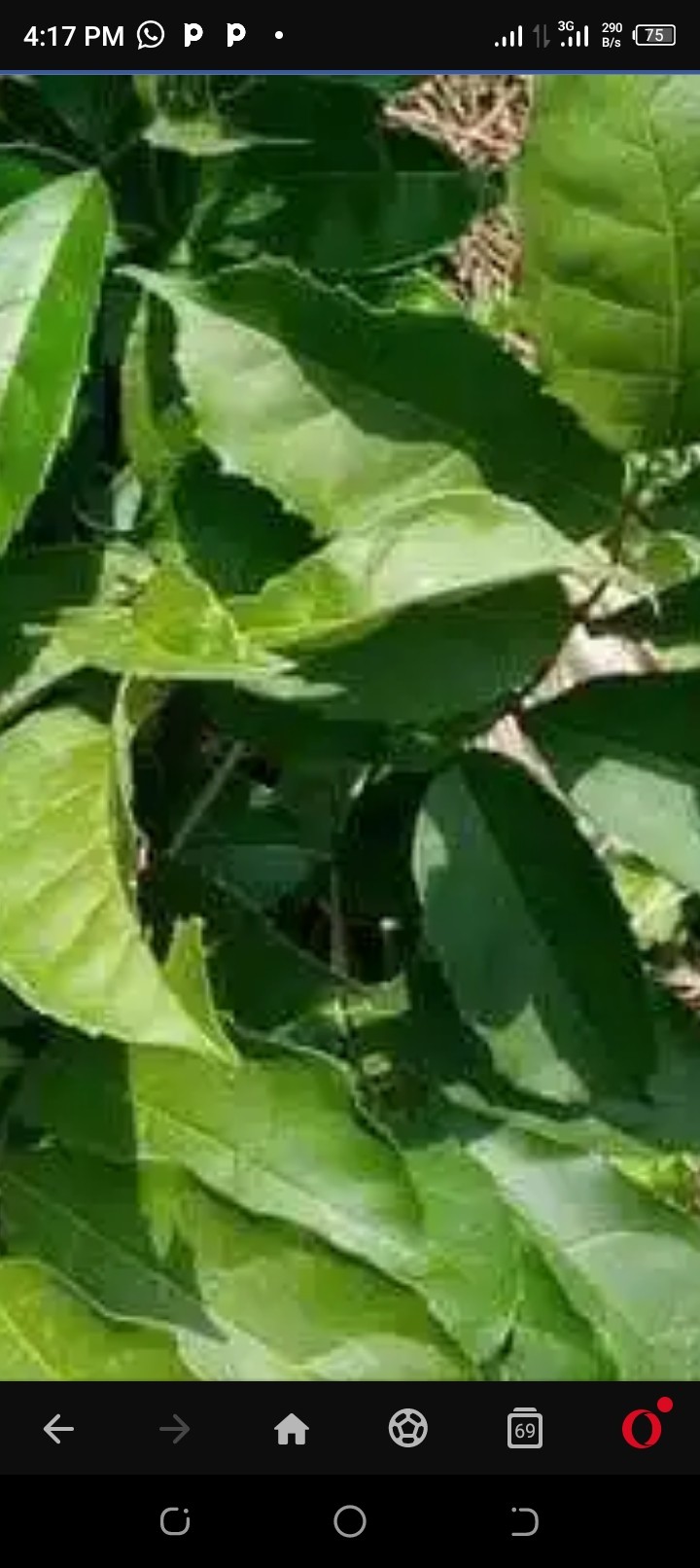 Buy Fertility leaves (Ewe Akoko,Aduruku, ogirish) by Hanniel Osinachi ...