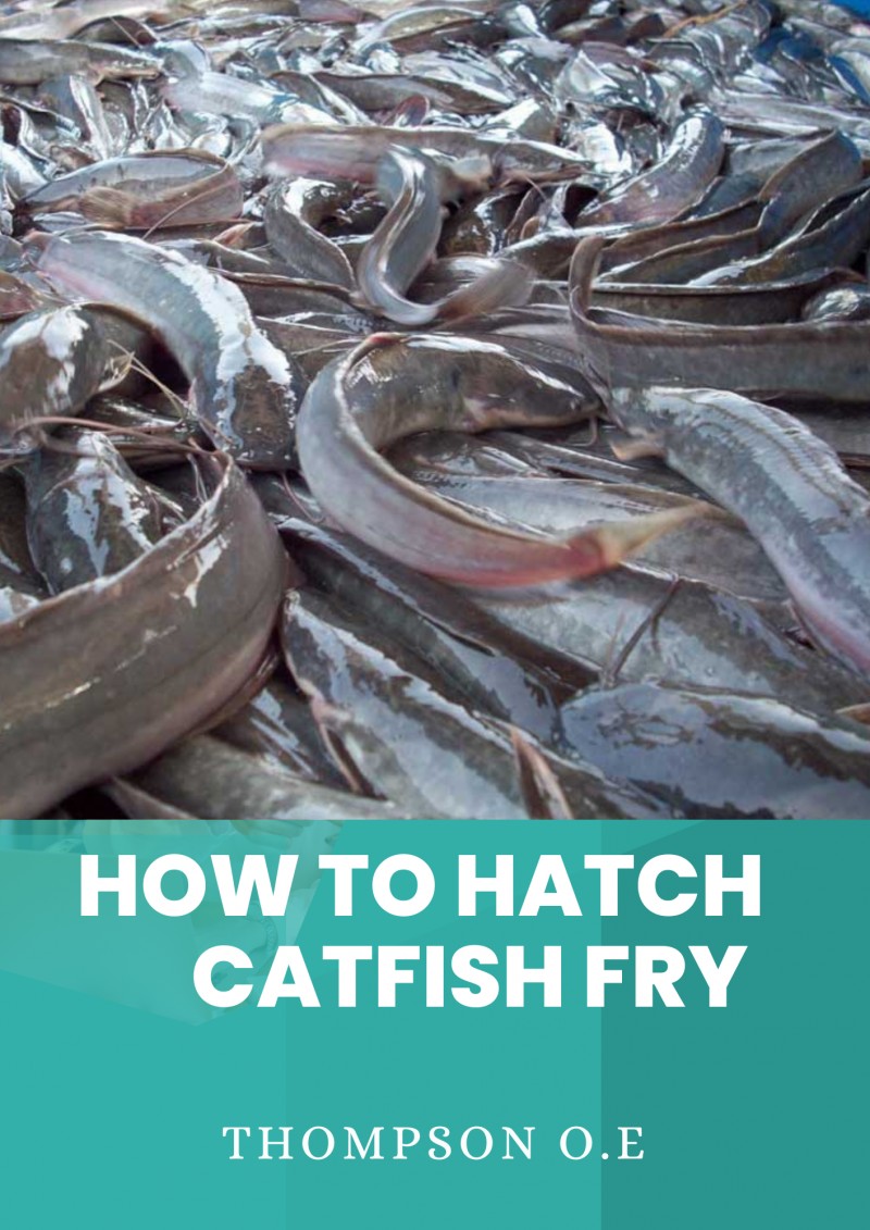 Buy HOW TO HATCH CATFISH FRY by Osatohanmwen Thompson on Selar