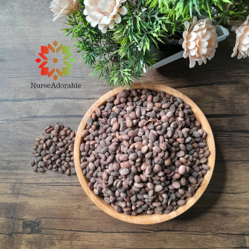 Buy Miracle seed/Ghana seeds by Living healthy with Nurse Adorable ...