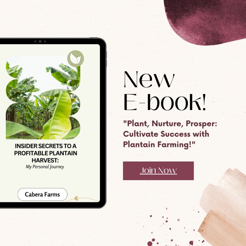 Buy Insider Secrets to a Profitable Plantain Harvest: My Personal ...