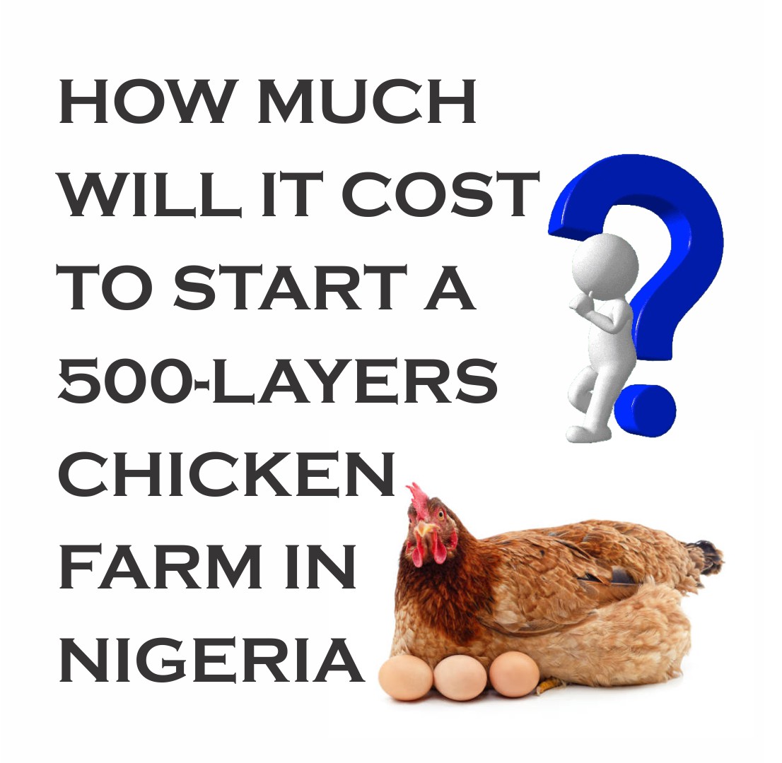 Buy 500-LAYERS CHICKEN PLAN by MIA Farms on Selar