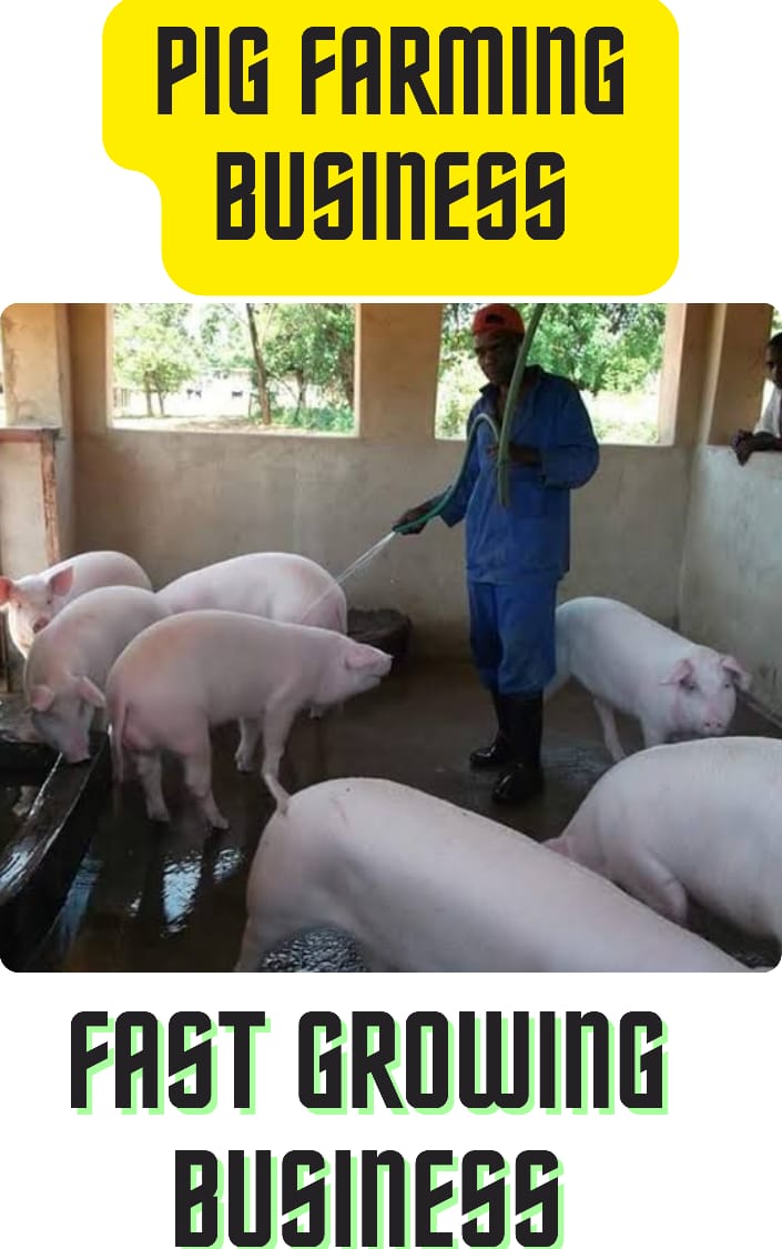 Buy Pig Farming: The Fast Growing Business by Sirah Groups Limited on Selar