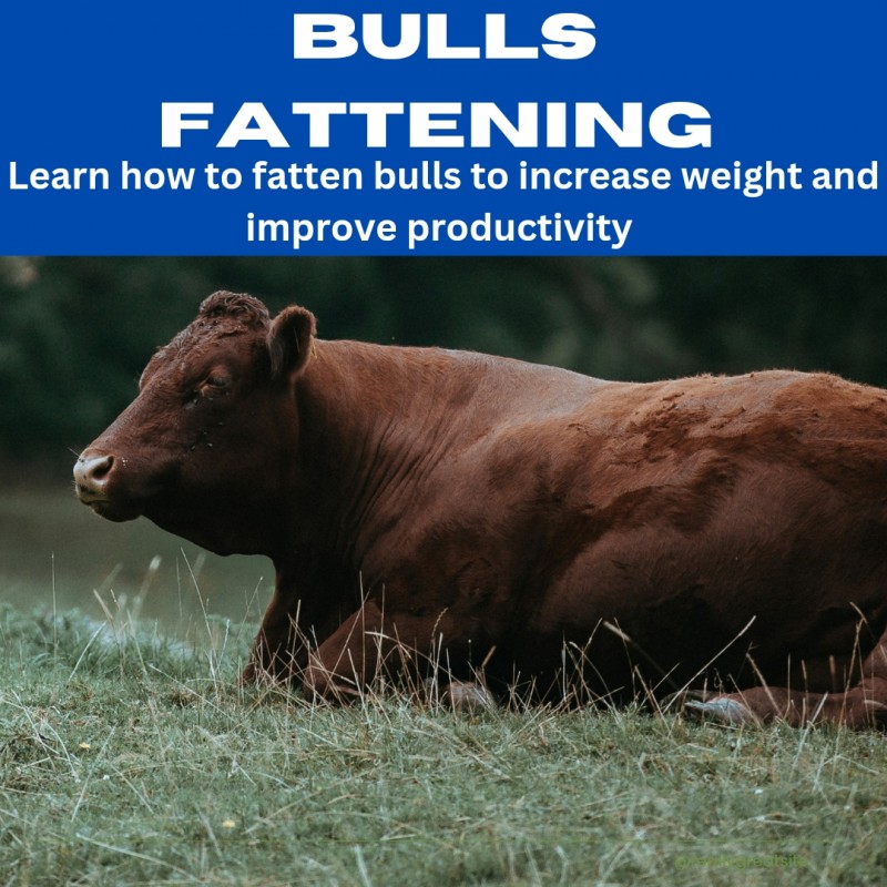 Buy BULLS FATTENING BOOK by Agribusiness Experts on Selar