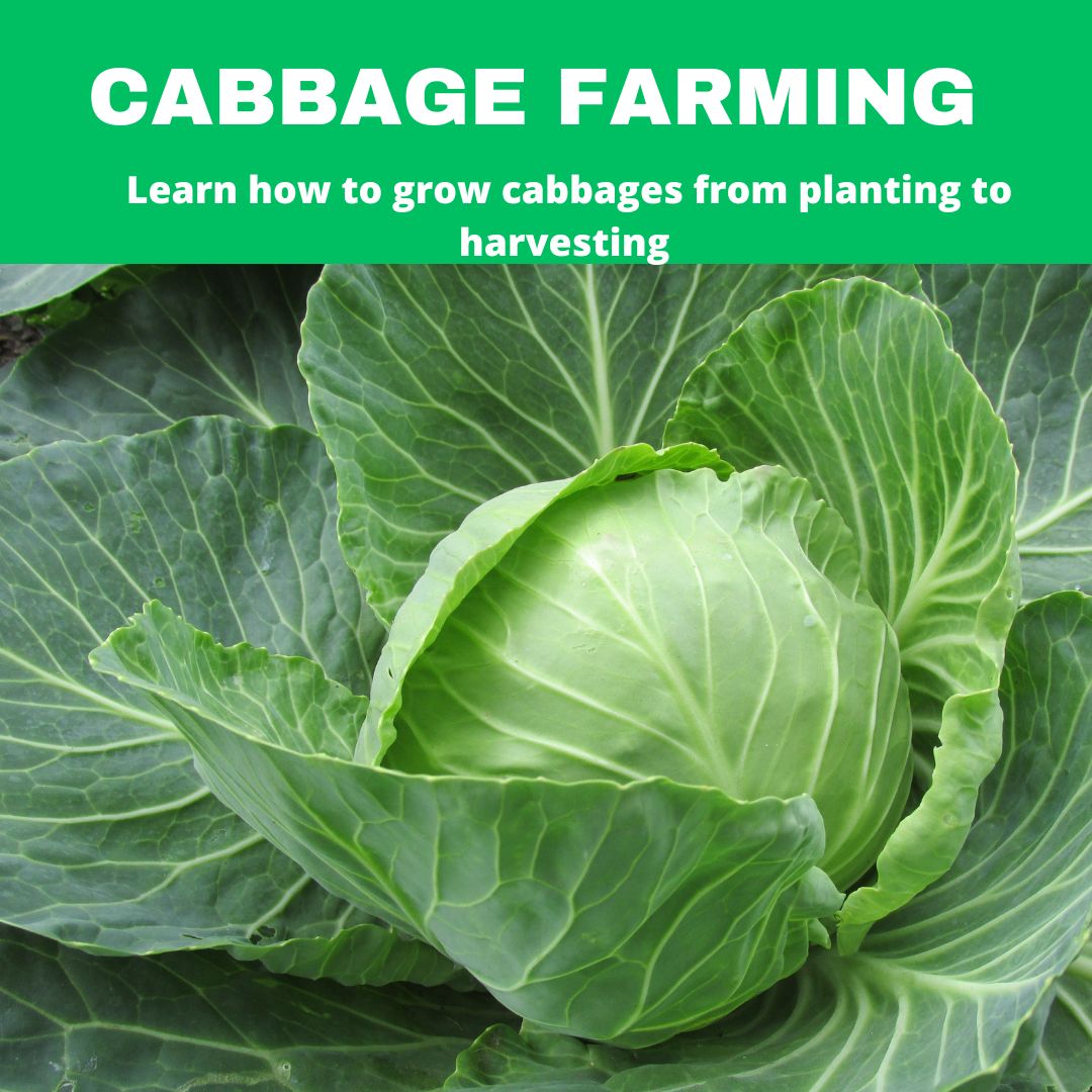 Buy CABBAGE FARMING BOOK by Agribusiness Experts on Selar