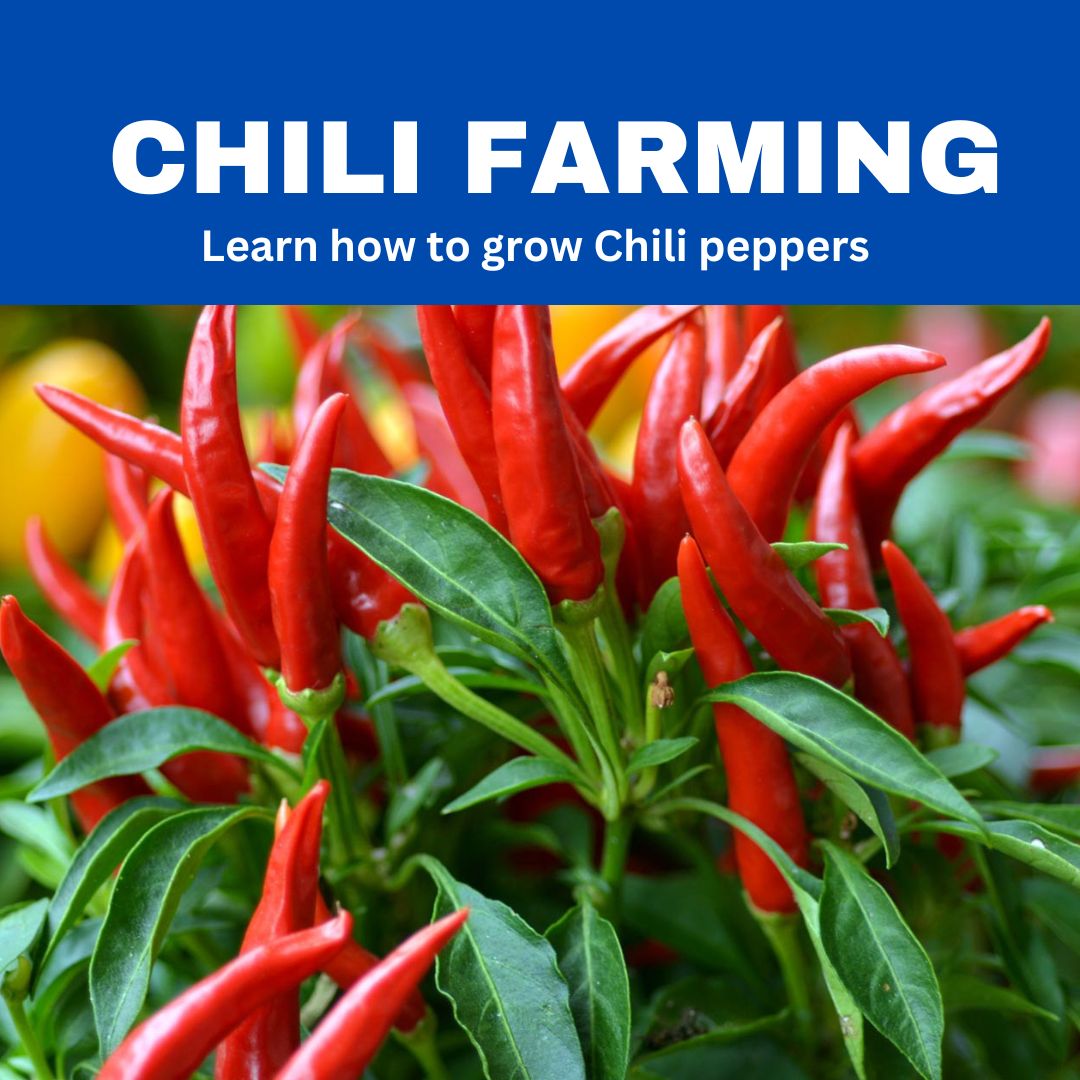 Buy CHILI FARMING BOOK by Agribusiness Experts on Selar