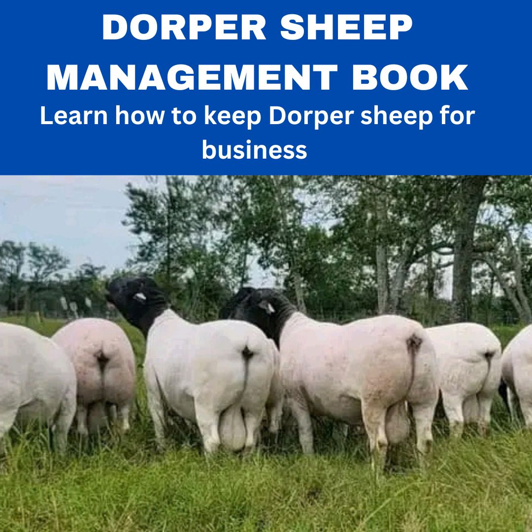 Buy DORPER SHEEP MANAGEMENT BOOK by Agribusiness Experts on Selar