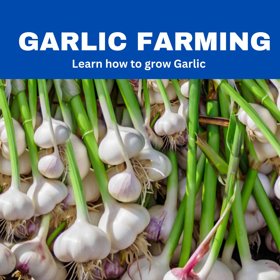 Buy GARLIC FARMING BOOK by Agribusiness Experts on Selar