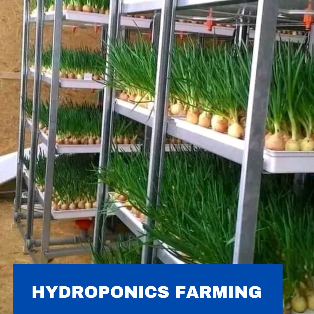Buy HYDROPONICS FARMING BOOK by Agribusiness Experts on Selar