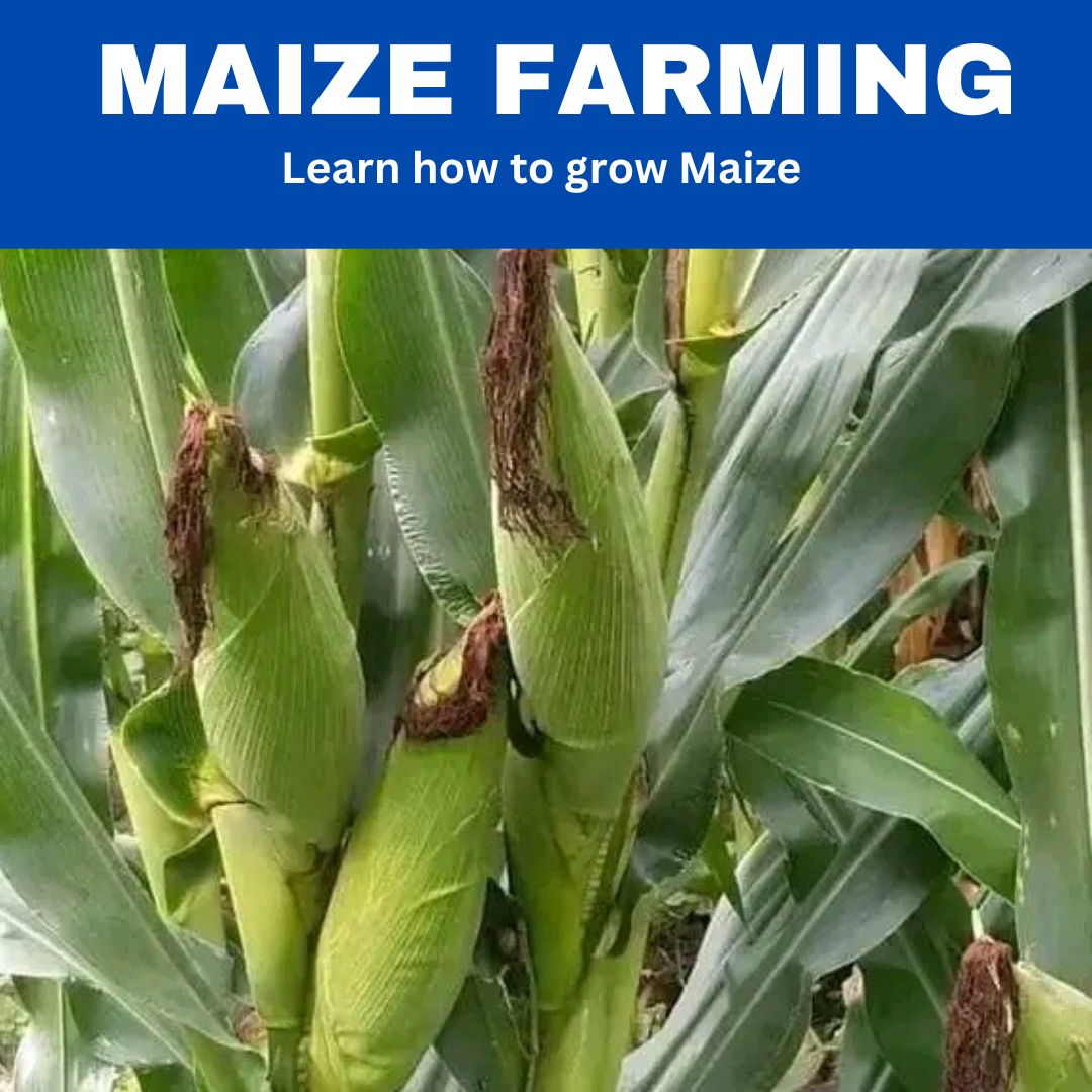 Buy MAIZE FARMING BOOK by Agribusiness Experts on Selar