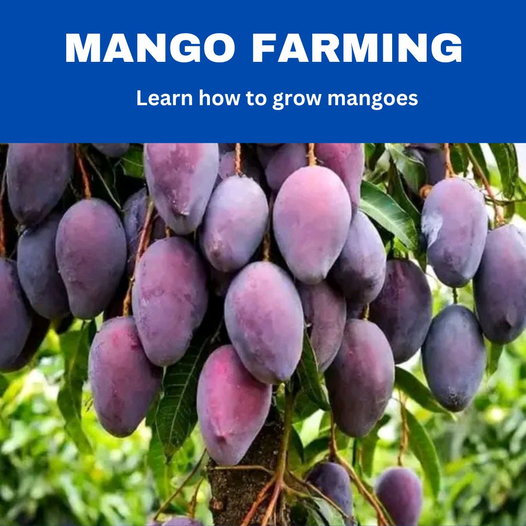 Buy MANGO FARMING BOOK by Agribusiness Experts on Selar
