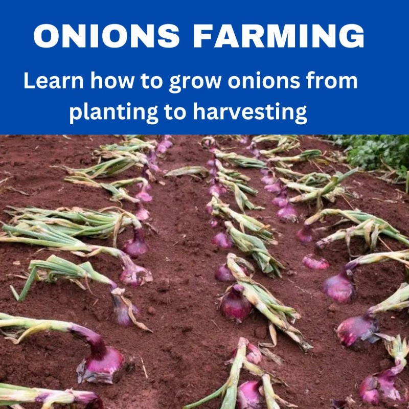 Buy ONIONS FARMING BOOK by Agribusiness Experts on Selar