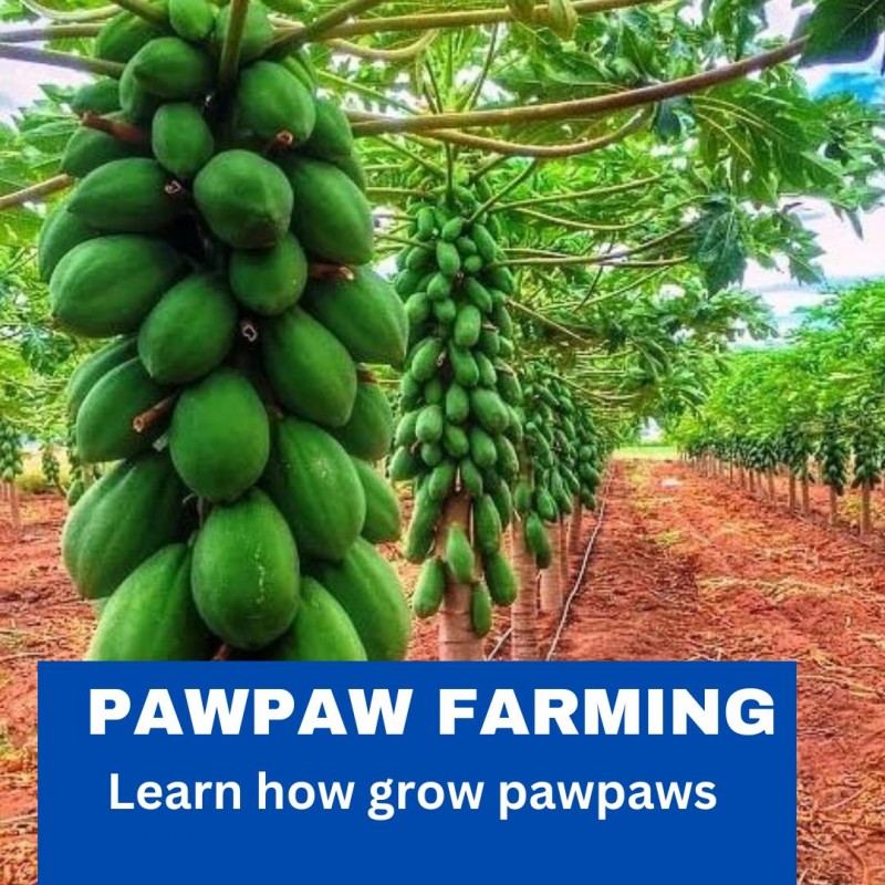 Buy PAWPAW FARMING BOOK by Agribusiness Experts on Selar