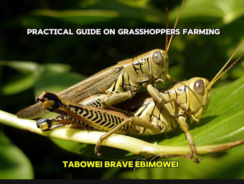 Buy Practical Guide on Grasshoppers farming by Brave Integrated Farms ...