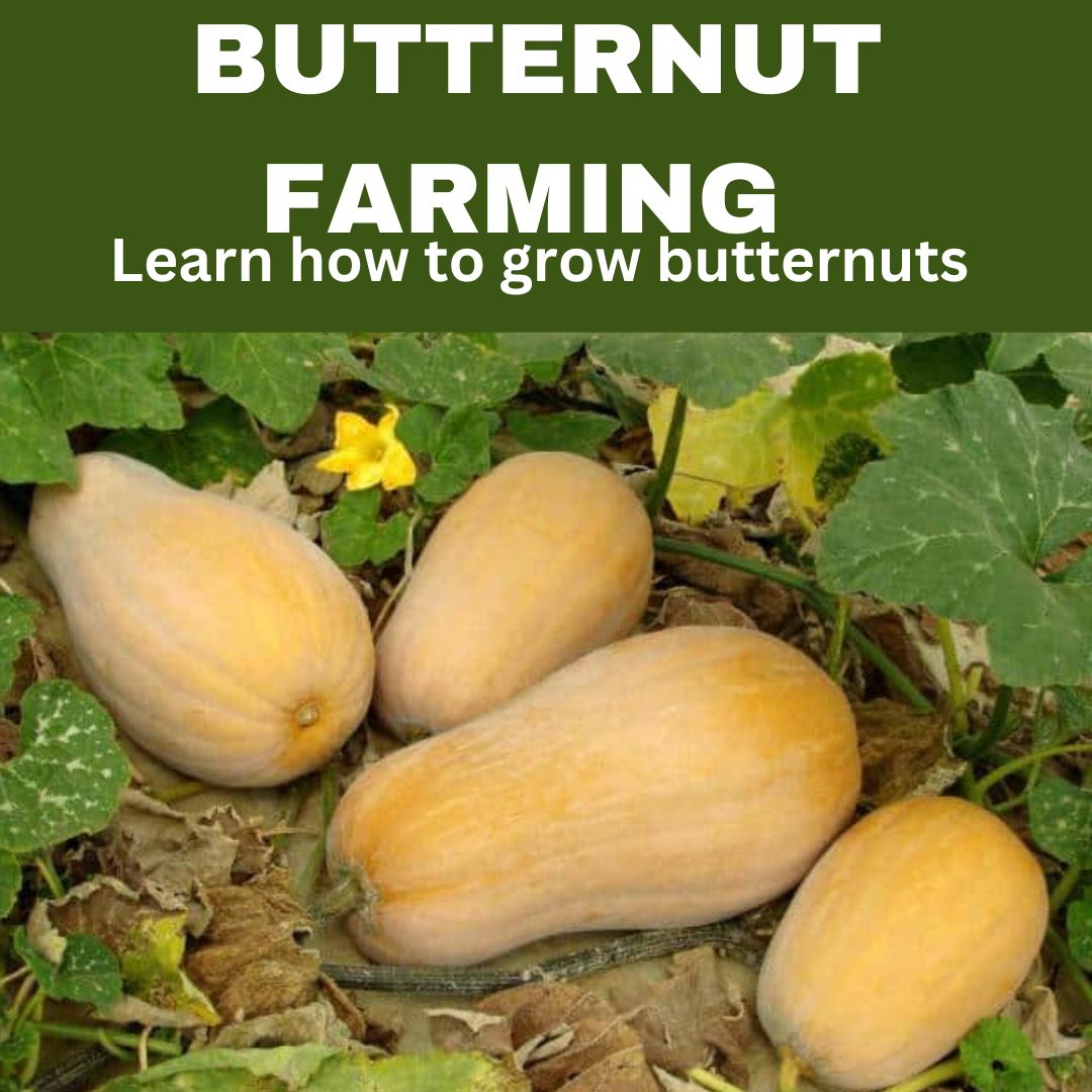 Buy BUTTERNUT FARMING by Farming Platform on Selar