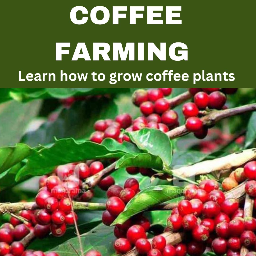 Buy COFFEE FARMING by Farming Platform on Selar