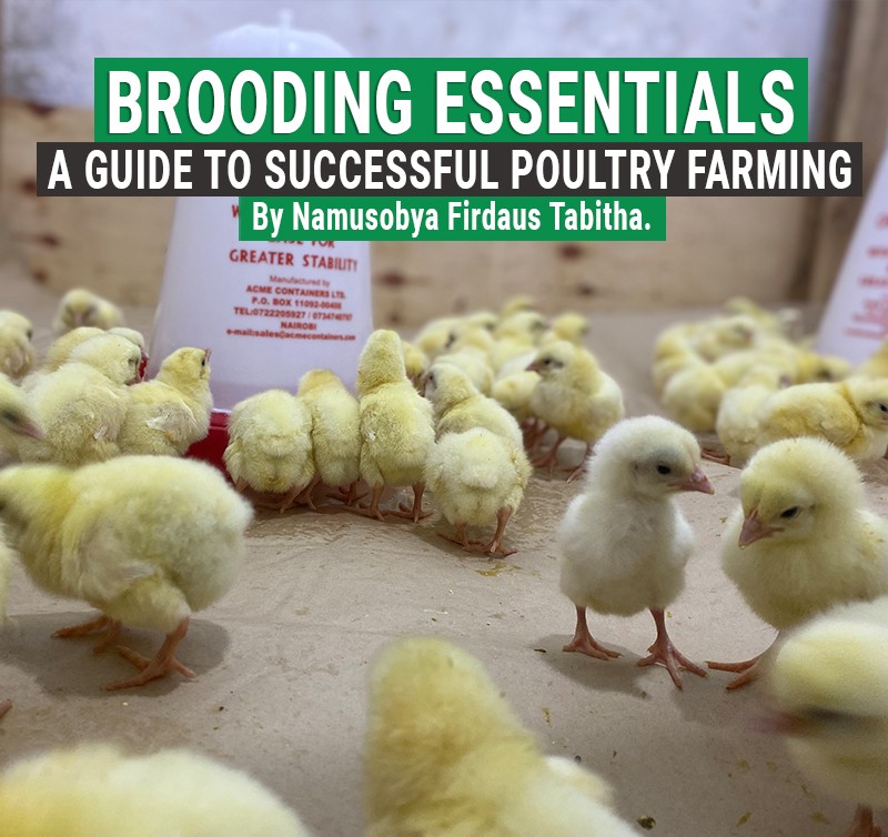 Buy BROODING ESSENTIALS: A GUIDE TO SUCCESSFUL POULTRY FARMING by Namusobya Firdaus on Selar