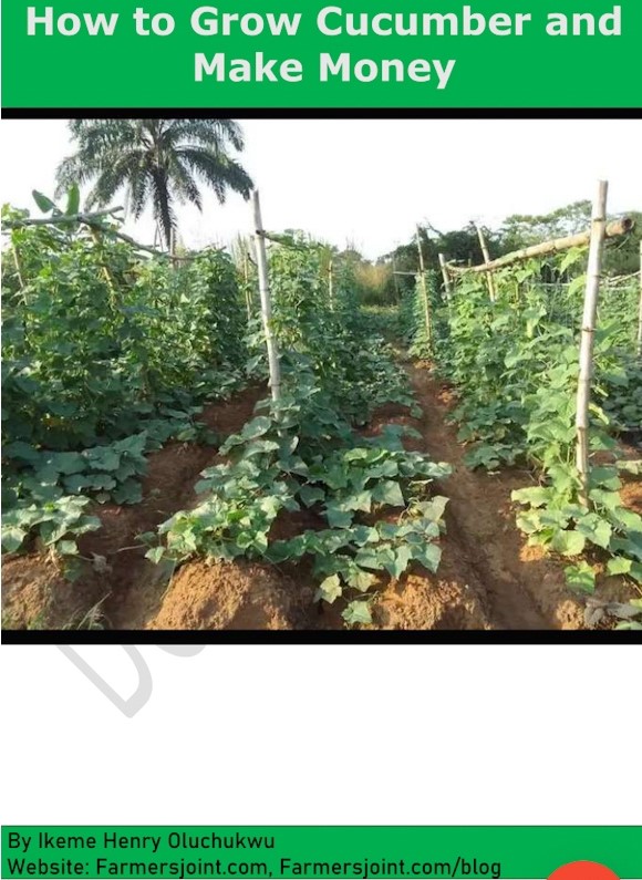 Buy How to Grow Cucumber and Make Money by Ikeme Oluchukwu on Selar