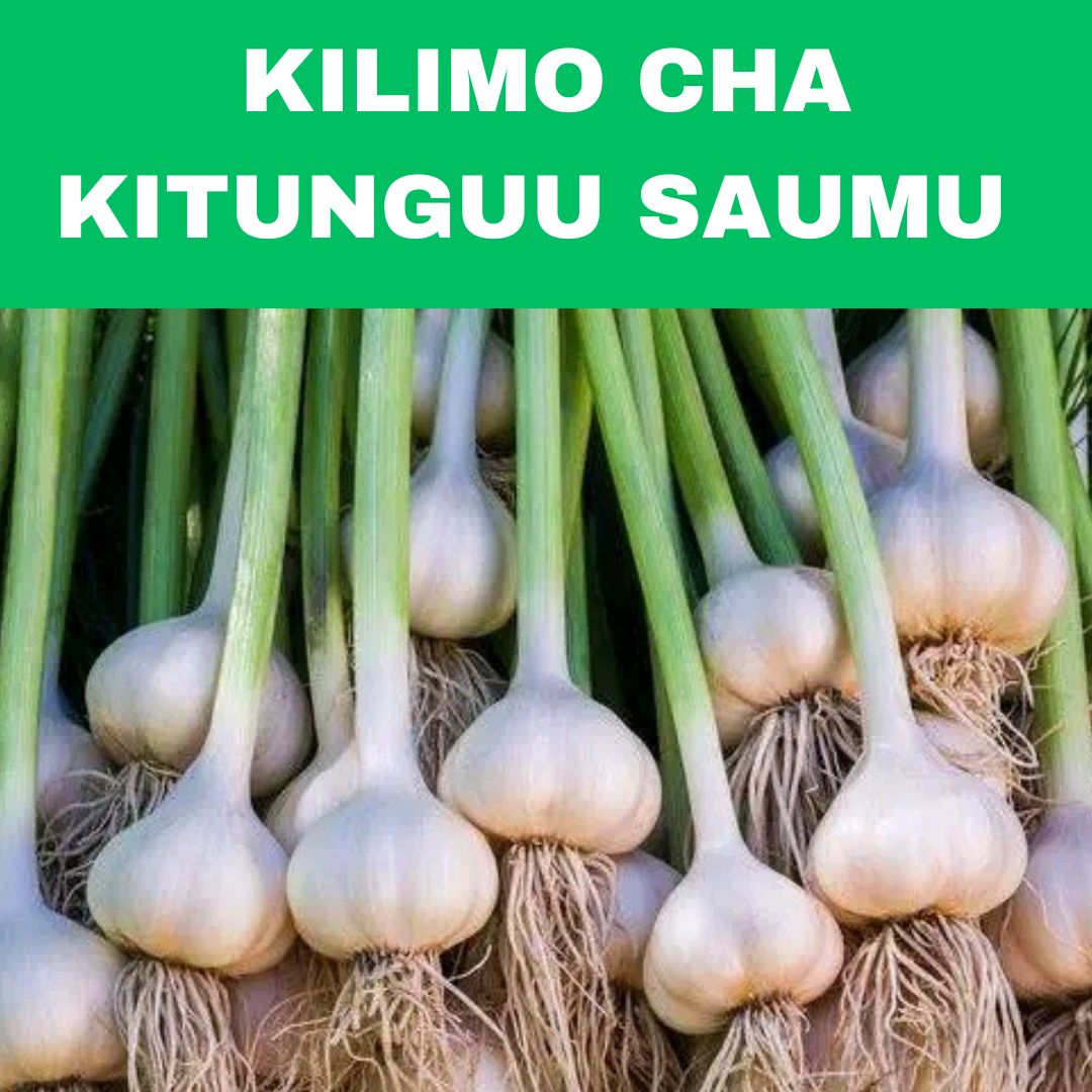 Buy KILIMO CHA KITUNGUU SAUMU by Kilimo Na Ufugaji on Selar